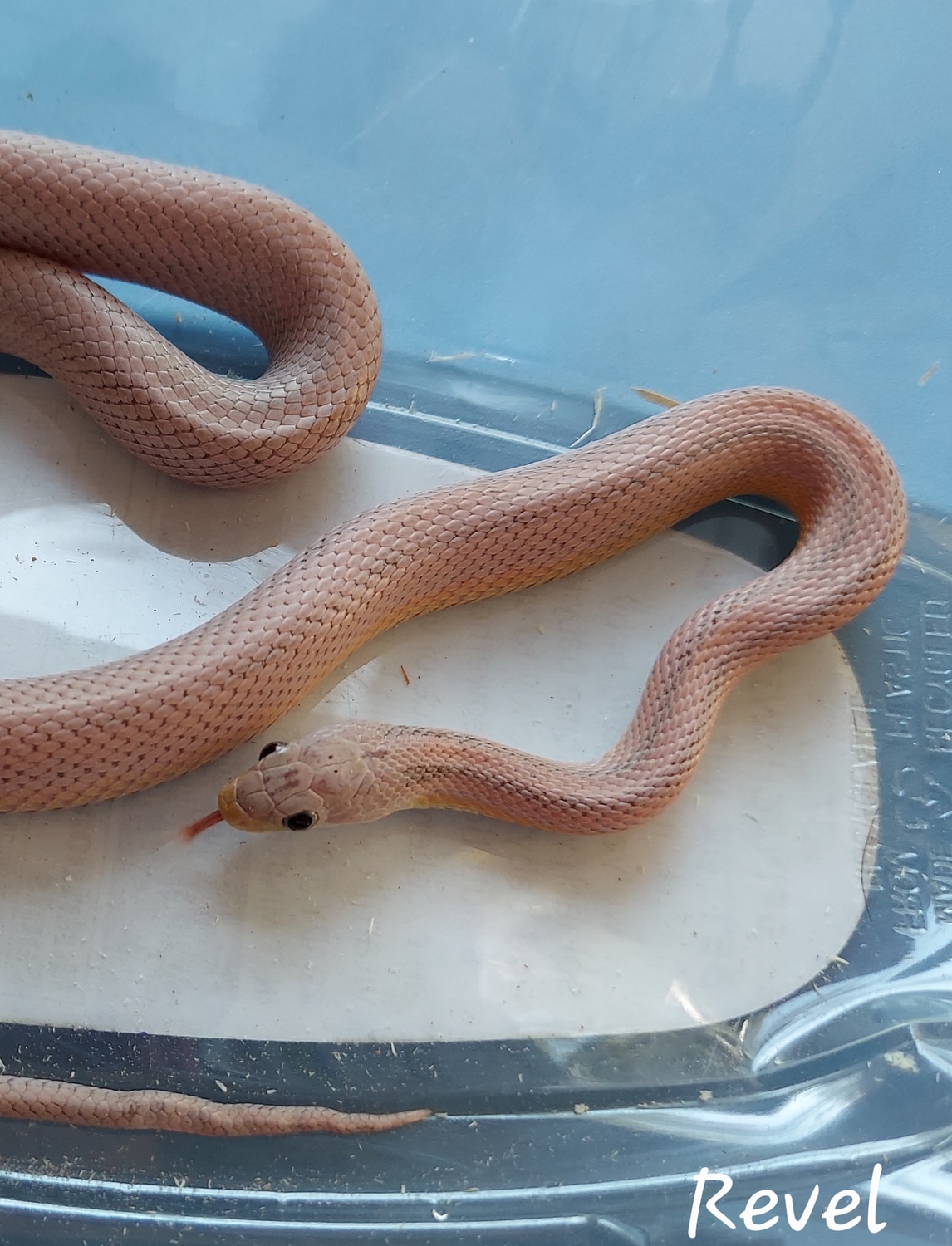 Revel, Coral Ghost Stripe Masque Corn Snake by BrightHope Snakes ...