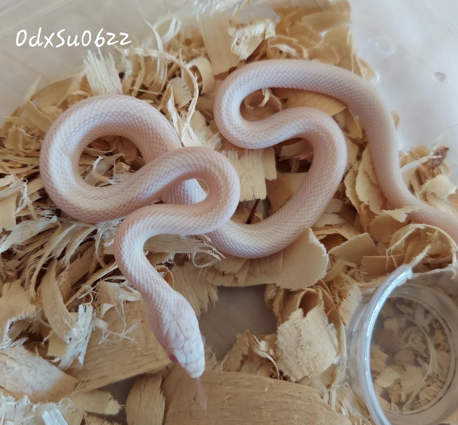 Citrine Stripe Or Xanthic Snow Stripe Het Hypo Corn Snake by BrightHope ...