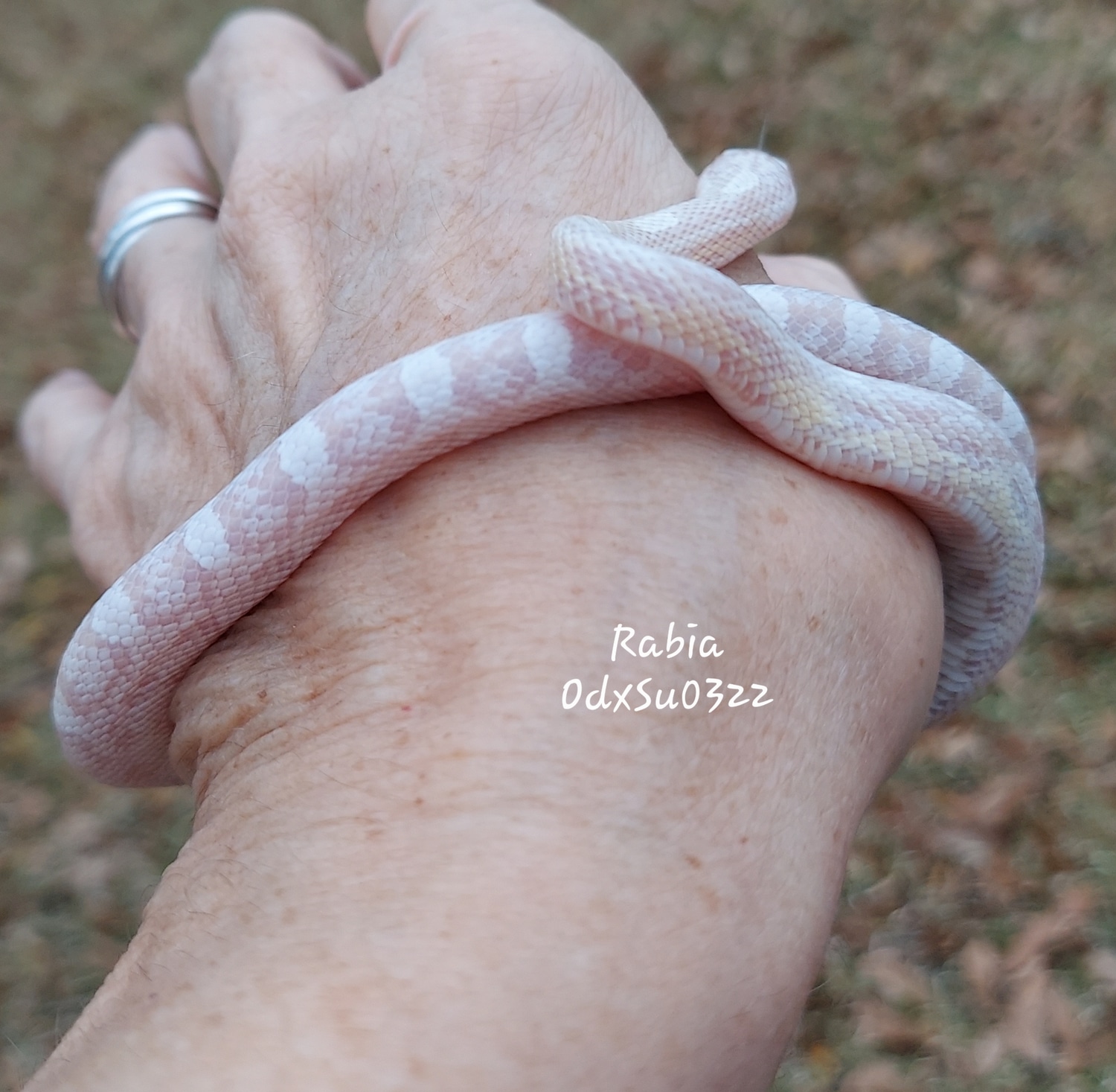 Rabia, Citrine Halo Het Stripe Or Xanthic Halo Snow Het Hypo, Stripe ...