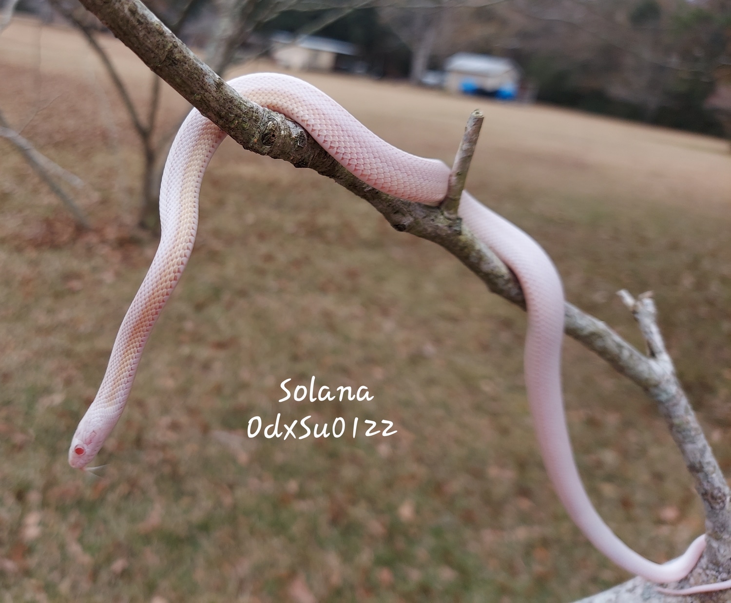 Solana, Citrine Stripe Or Xanthic Snow Stripe Het Hypo; Halo? Corn ...