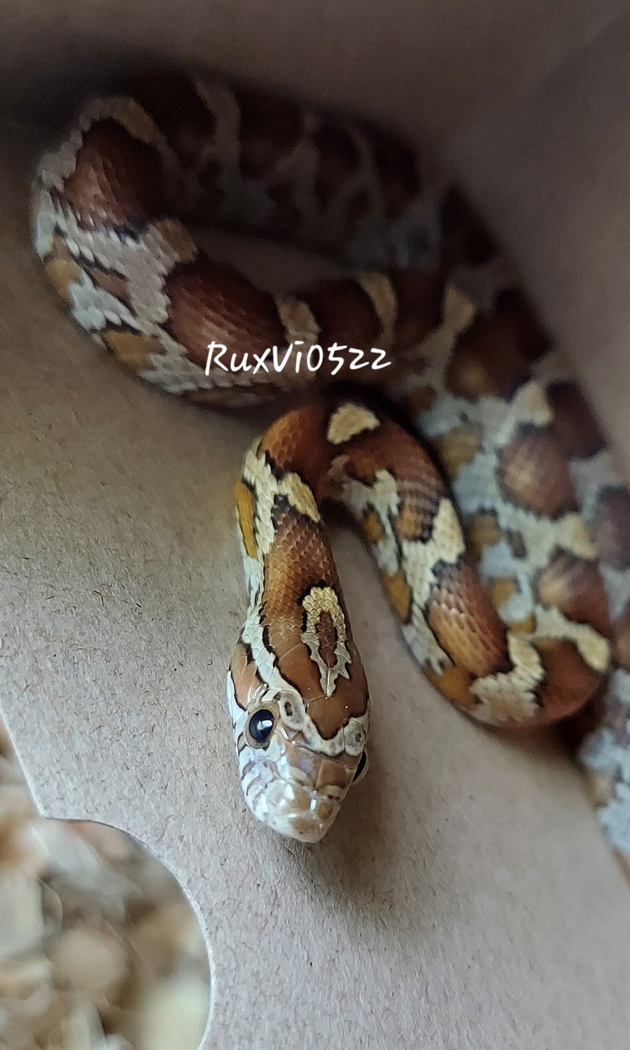 Yearling Caramel Het Amel, Diffused, Stripe 50% Anery, Hypo Corn Snake ...