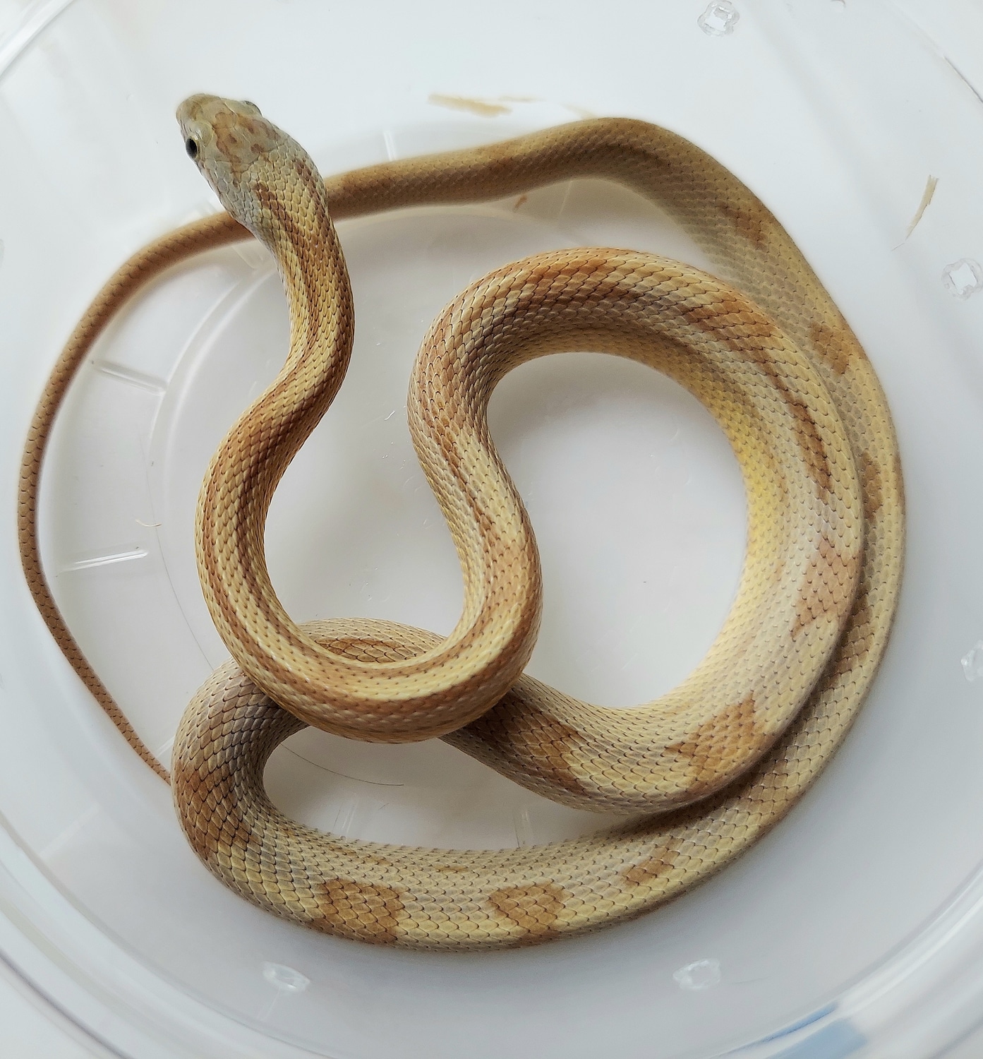 Truffles, Caramel Cube Stripe Het Amel, Anery, Hypo Corn Snake by ...