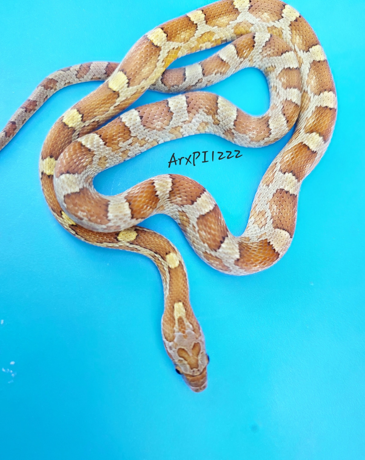 Diffused Caramel Masque 66% Ph Amel, Stripe 50% Ph Anery Corn Snake by ...