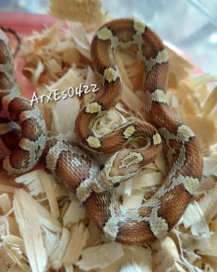 Yearling Caramel Het Diffused, Hypo, 50% Ph Amel, Stripe Corn Snake by ...