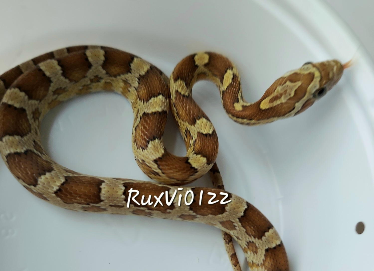 Yearling Caramel Het Amel, Diffused, Stripe 50% Anery, Hypo Corn Snake ...