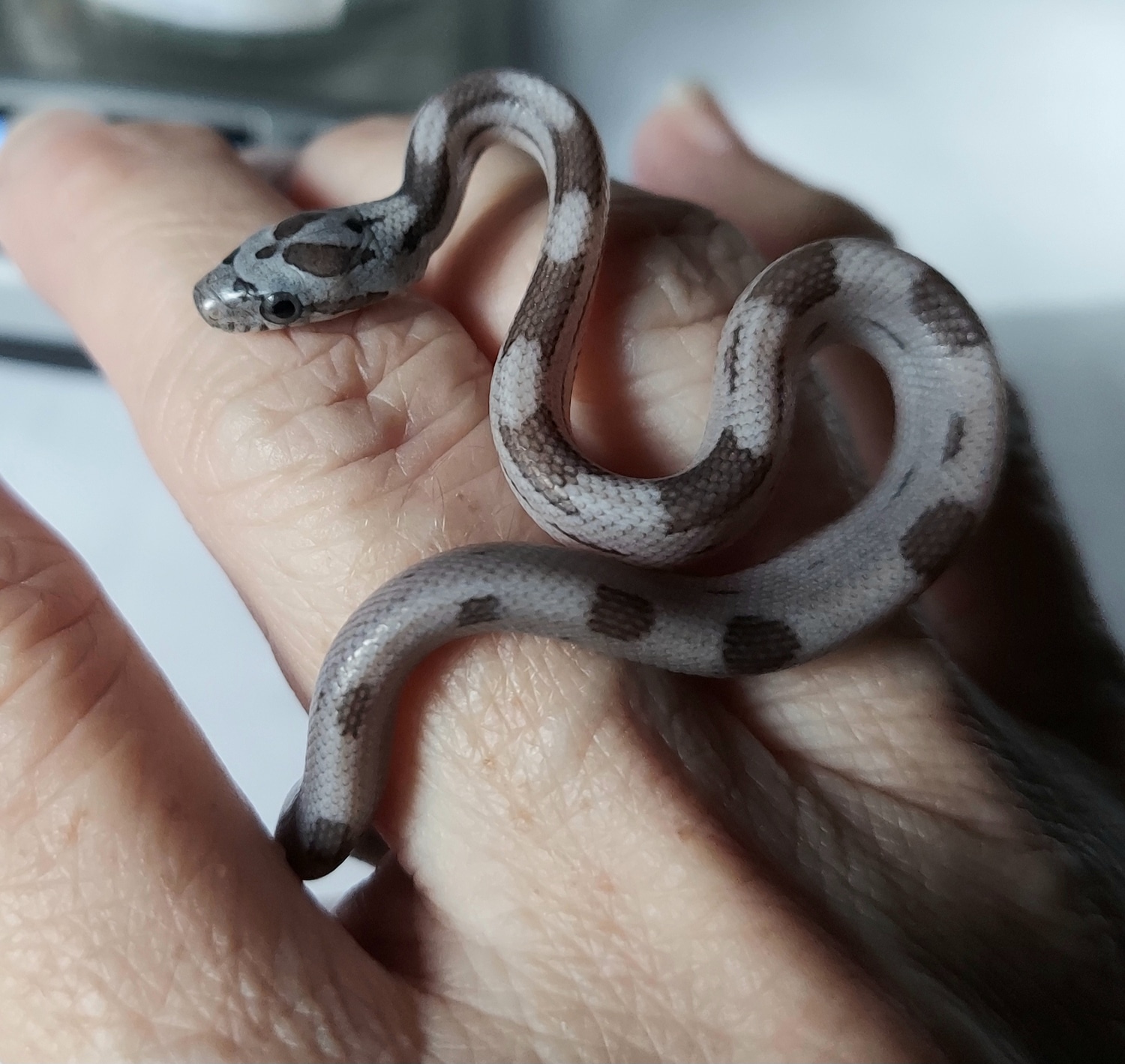 Fortunato, Anery Cube Het Amel, Lavender, 50% Het Diffused, Ph ...