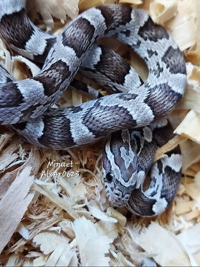 SALE ON PAIRS! Frosted Anery Pos RF, 100% Het Amel, Diffused ...