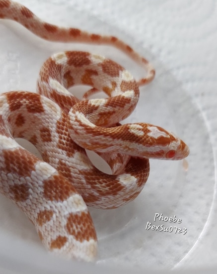 SALE ON PAIRS! Halo Butter Pos Peach, Het Anery, Diffused, 50% Ph Hypo ...