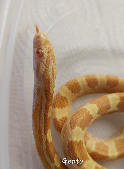 Gento, Strawberry Butter Masque 50% Ph Sunkissed Corn Snake by ...