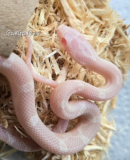 RF Snow Masque Het Lavender, Strawberry 50% Ph Diffused, Stripe Corn ...