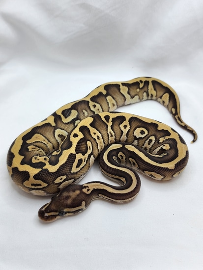 Lesser Fire Acid 66% Het Clown Ball Python by K&R Morphs, LLC