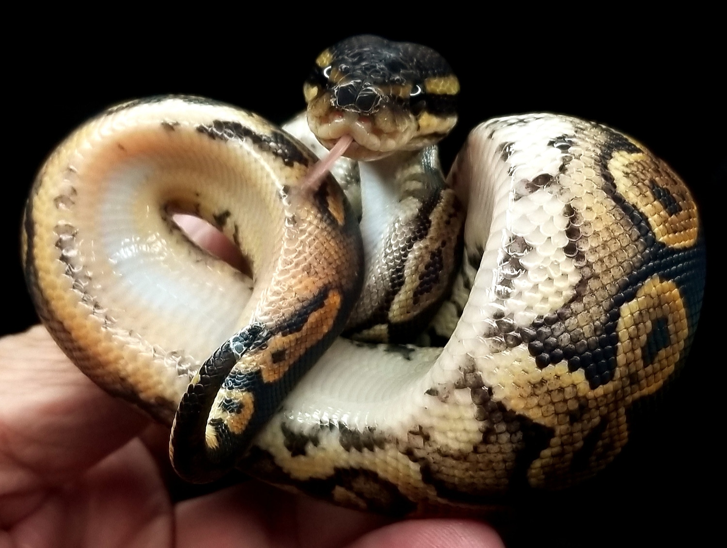 Female Black Pastel, 100% Het Pied, 50% Het Vpi Axanthic Ball Python by ...