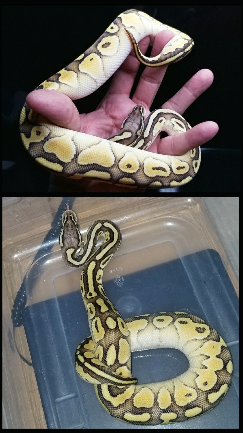 Female Super Pastel Butter Het Hypo Ball Python by Everglades Reptiles ...