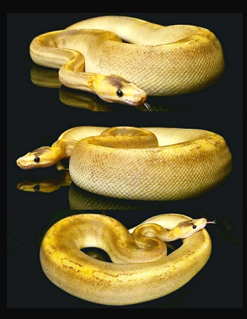 Female Champagne Ball Python by Everglades Reptiles - MorphMarket