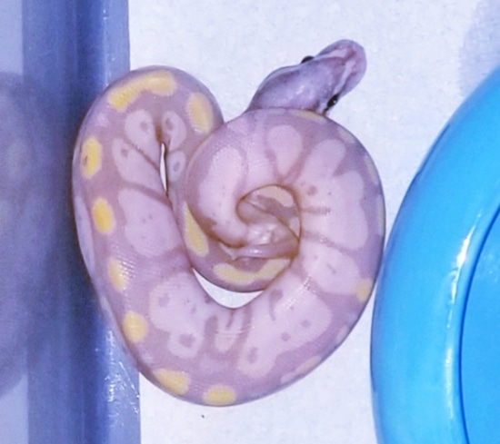 Volta Line Coral Glow Banana Pastel 100% Het Pied Ball Python by ...