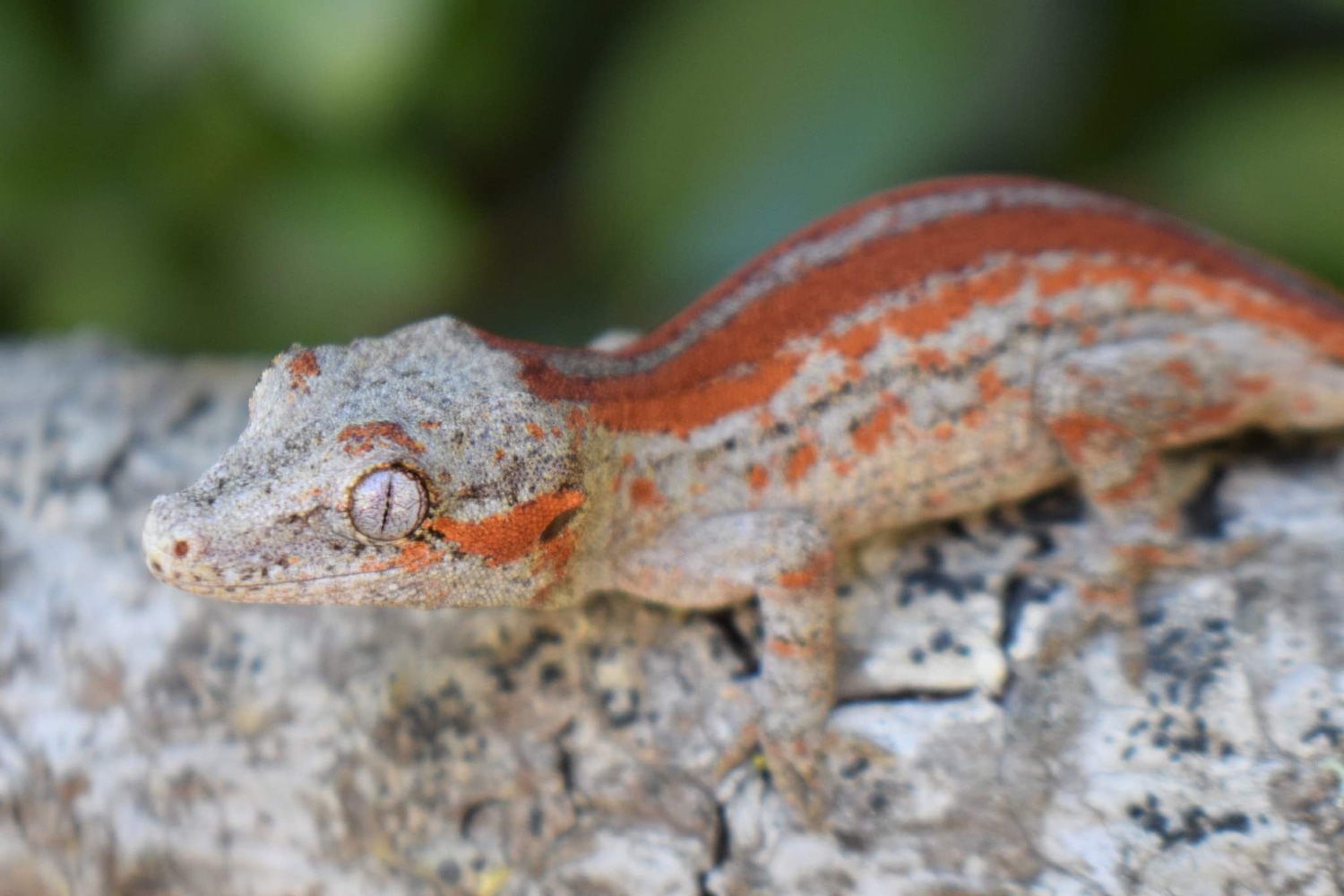 Red Striped Gargoyle Gargoyle Gecko by Casa de Gecko - MorphMarket