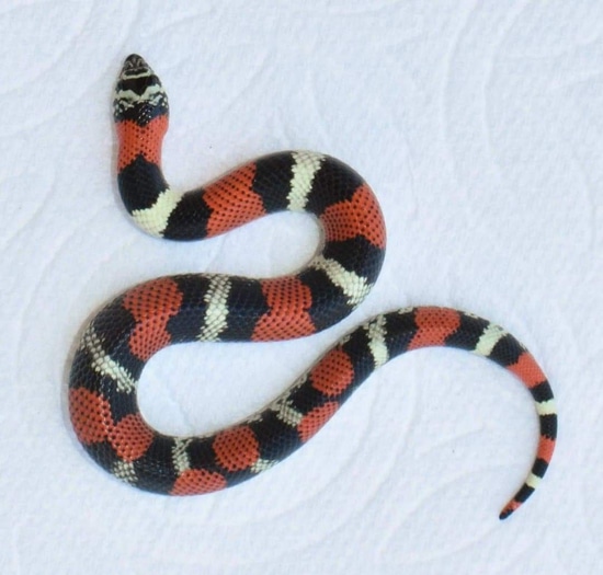 Tri-Color Hognose Snake by Casa de Gecko