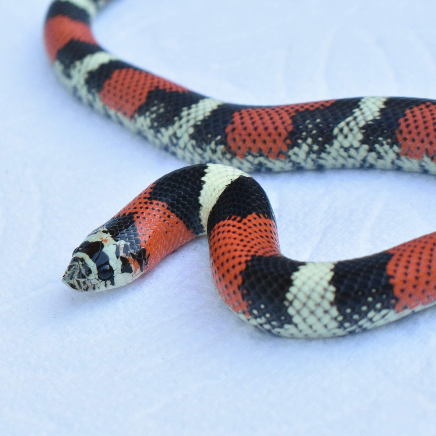 Snake Tri-color Hognose by Casa de Gecko - MorphMarket