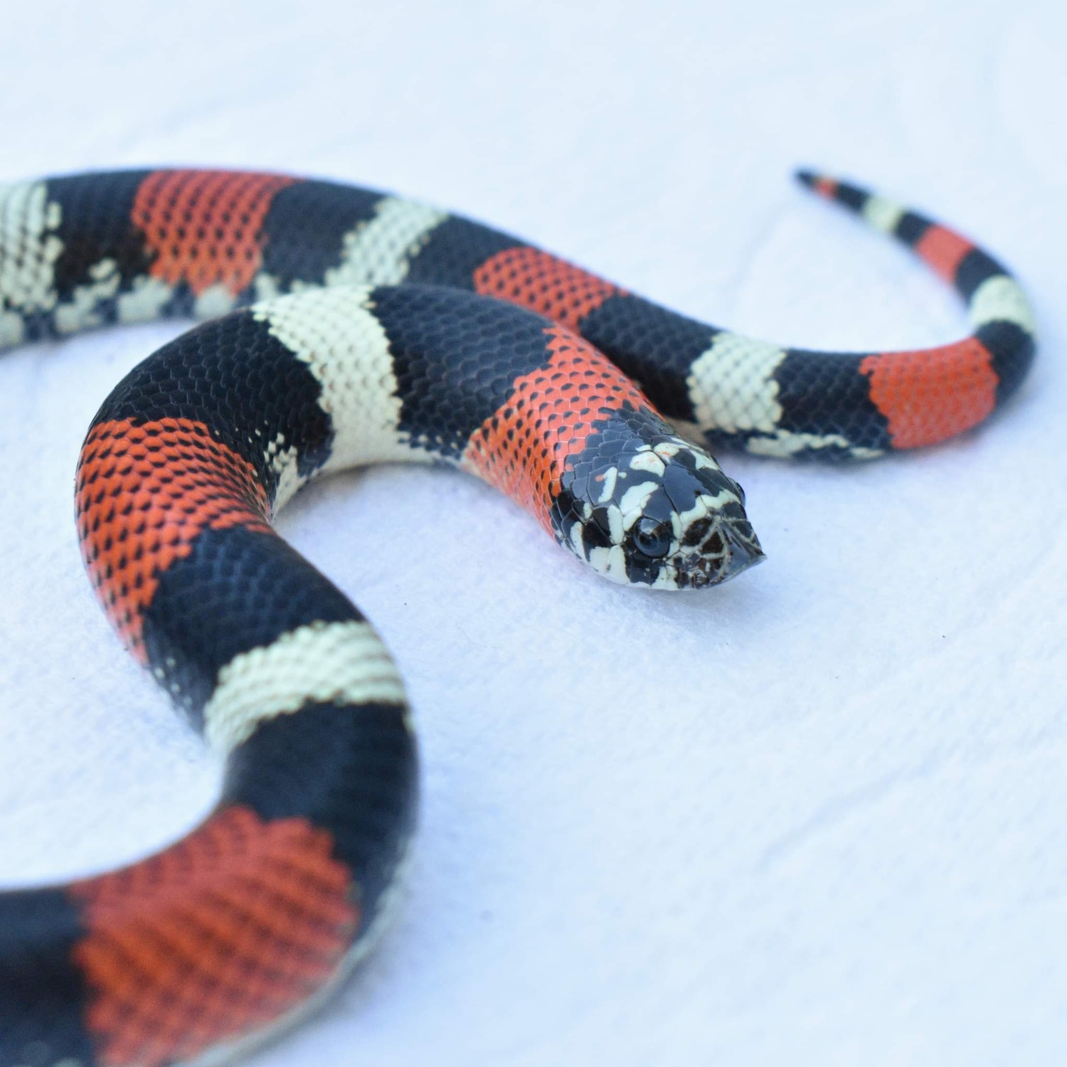 Snake Tri-color Hognose by Casa de Gecko - MorphMarket