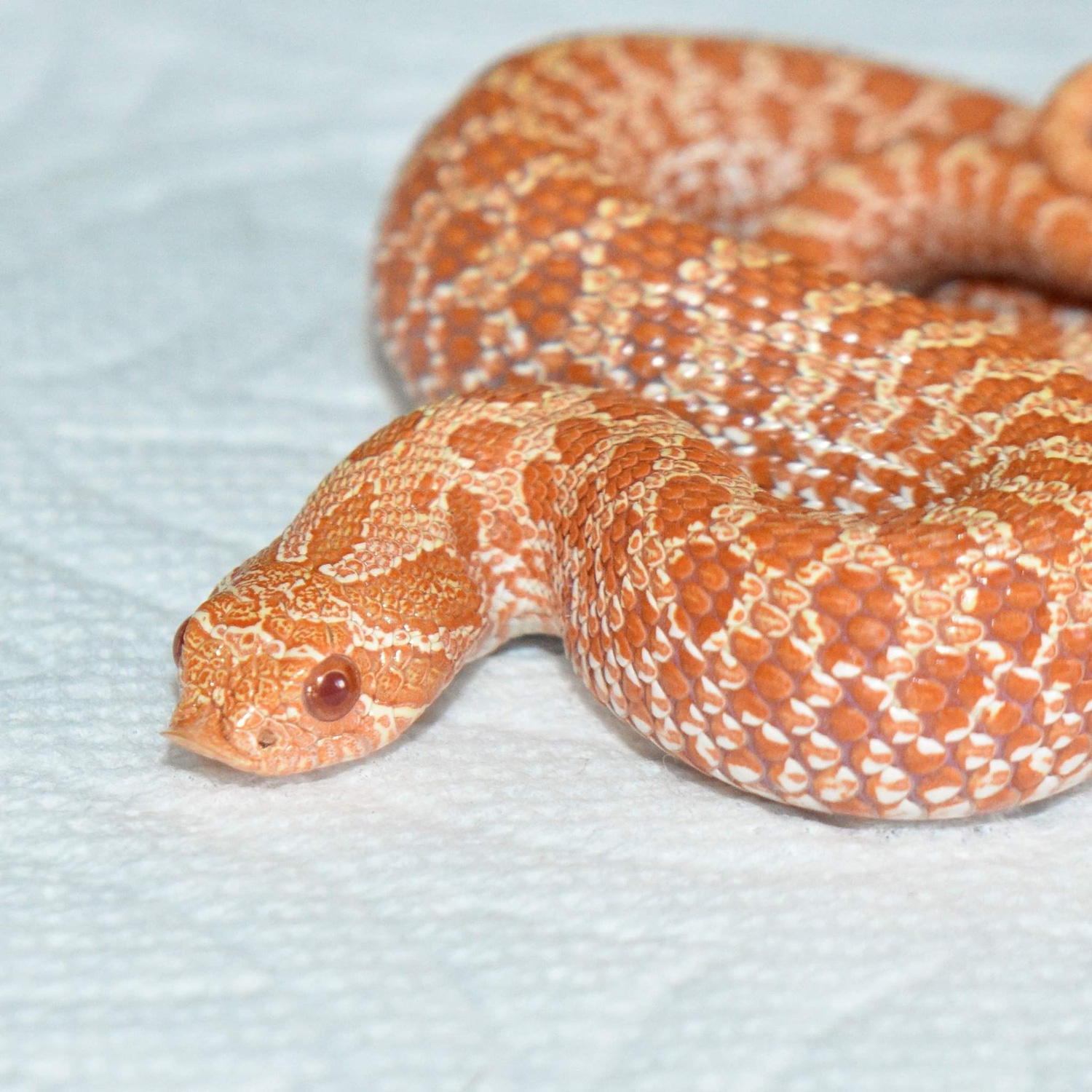 Albino, Het Snow Western Hognose by Casa de Gecko - MorphMarket