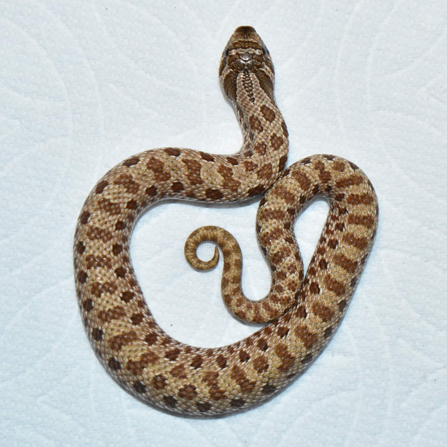Het Snow Male Western Hognose by Casa de Gecko - MorphMarket