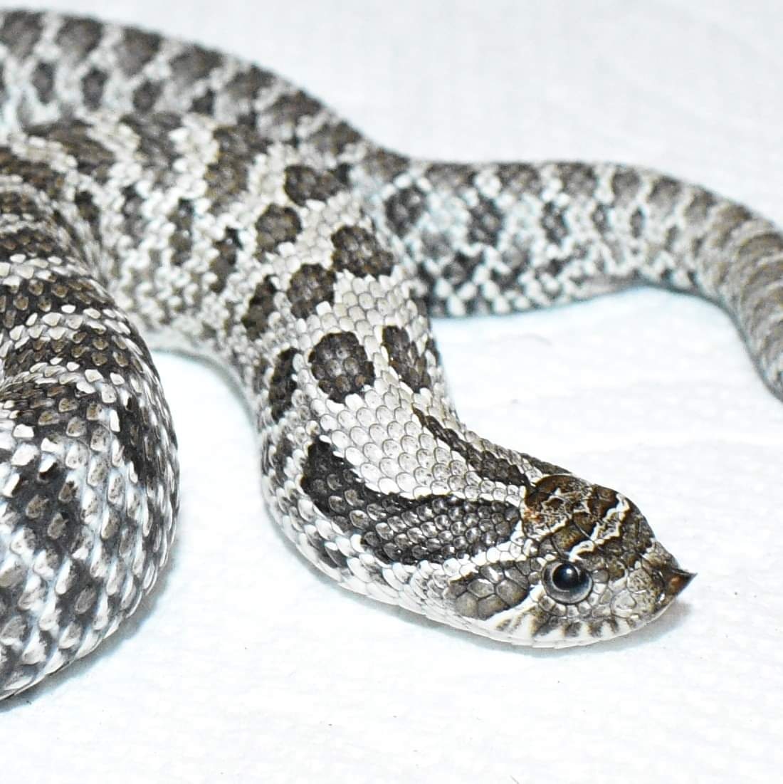 Axanthic, Het Snow Western Hognose by Casa de Gecko - MorphMarket