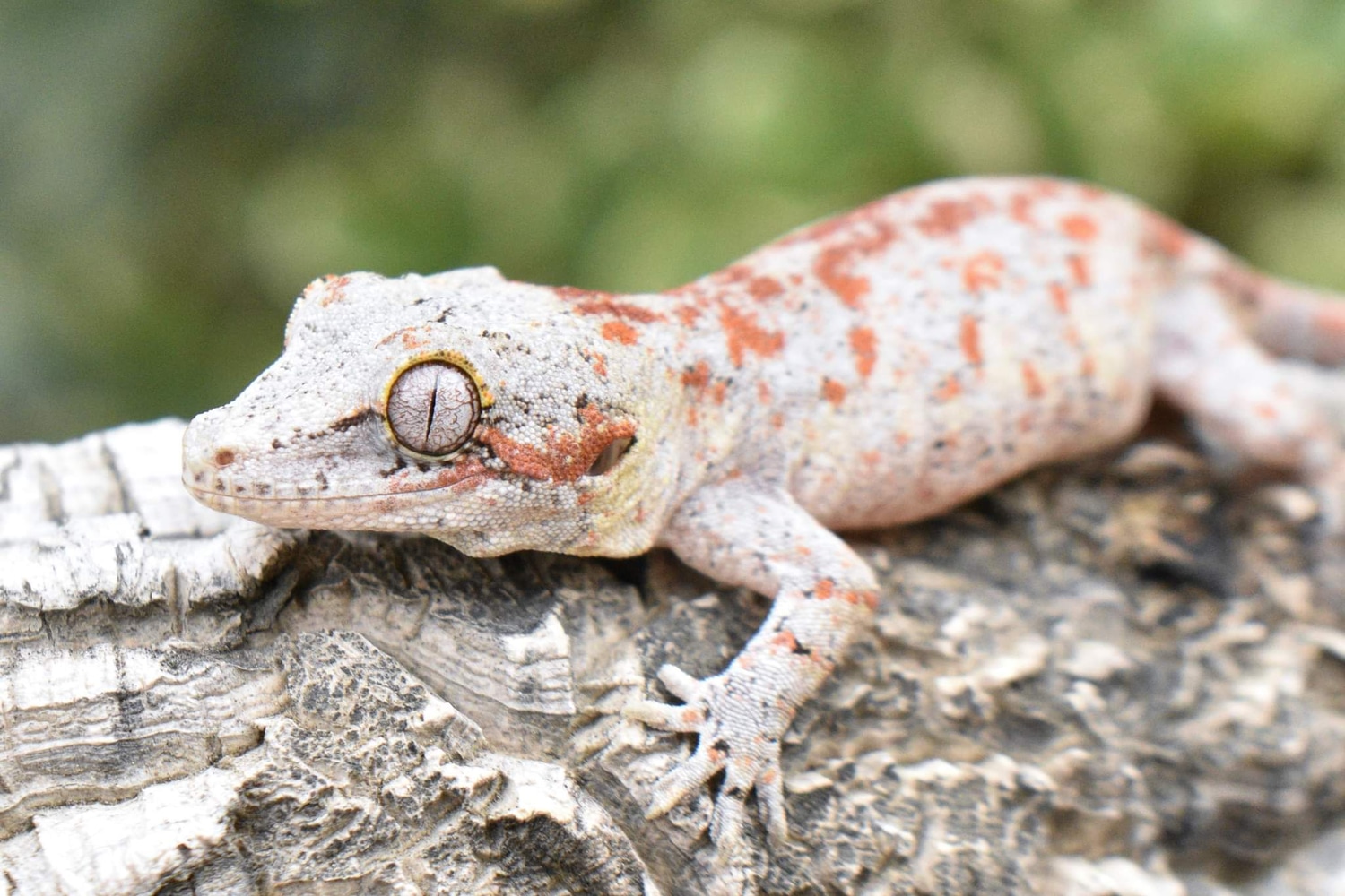 Super Blotched Gargoyle Gecko by Casa de Gecko - MorphMarket