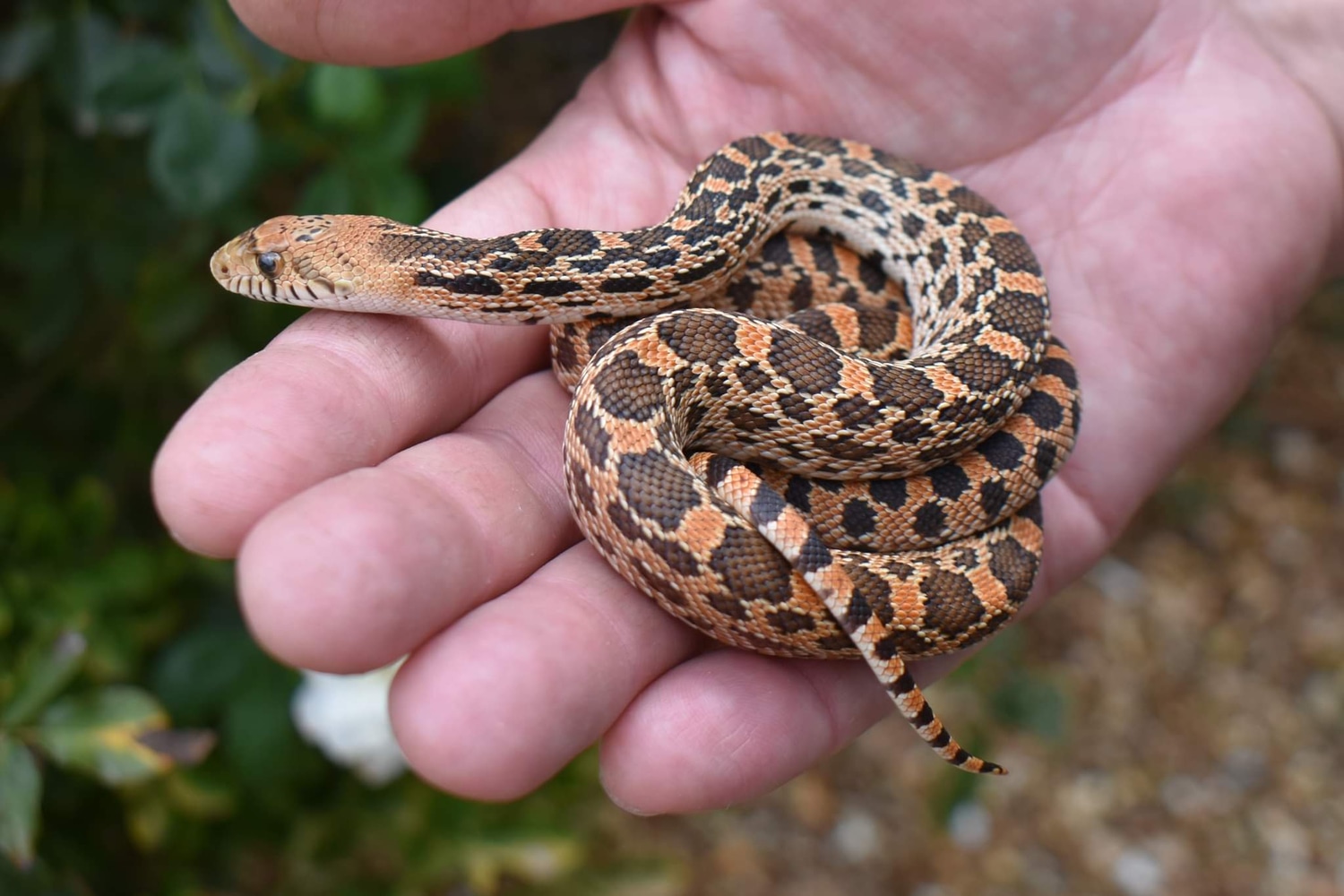 Red Bull, Het Albino Bullsnake by Casa de Gecko - MorphMarket