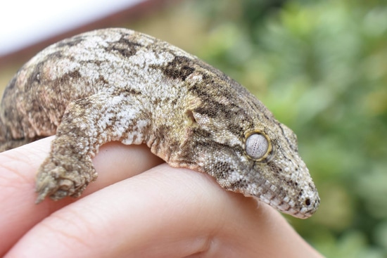 Leachianus (GT) X (PI/GT) Leachianus Gecko by Casa de Gecko