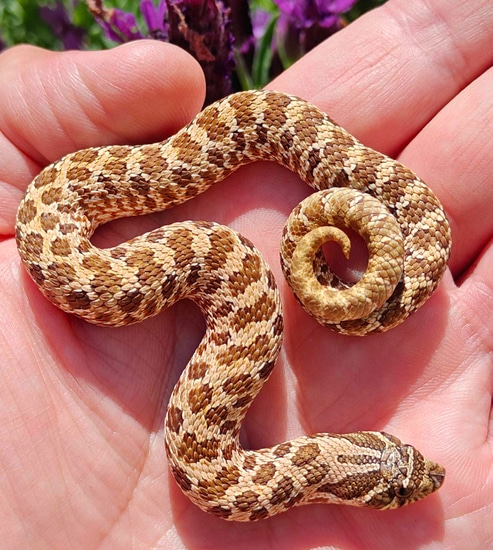 100% Het Snow Male Western Hognose by Casa de Gecko