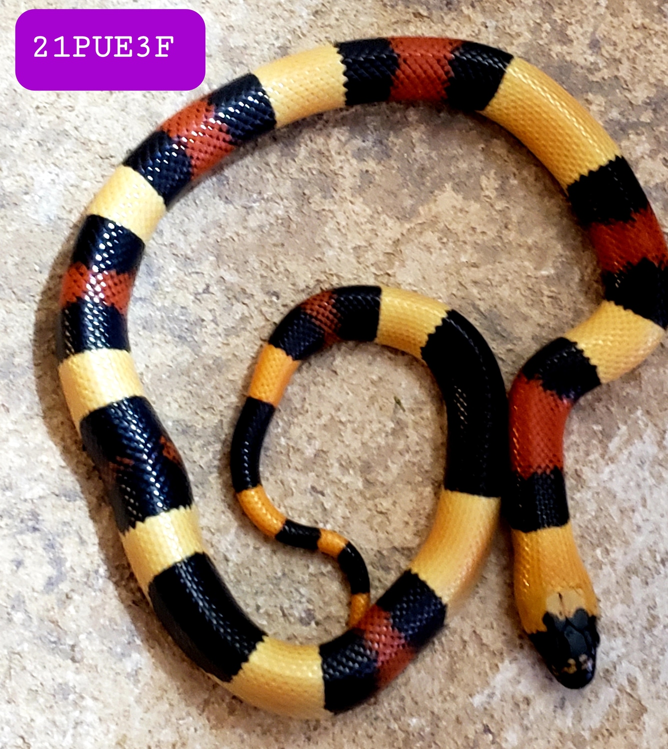 Apricot Sockhead Pueblan Milk Snake by Casa Grande Reptiles - MorphMarket