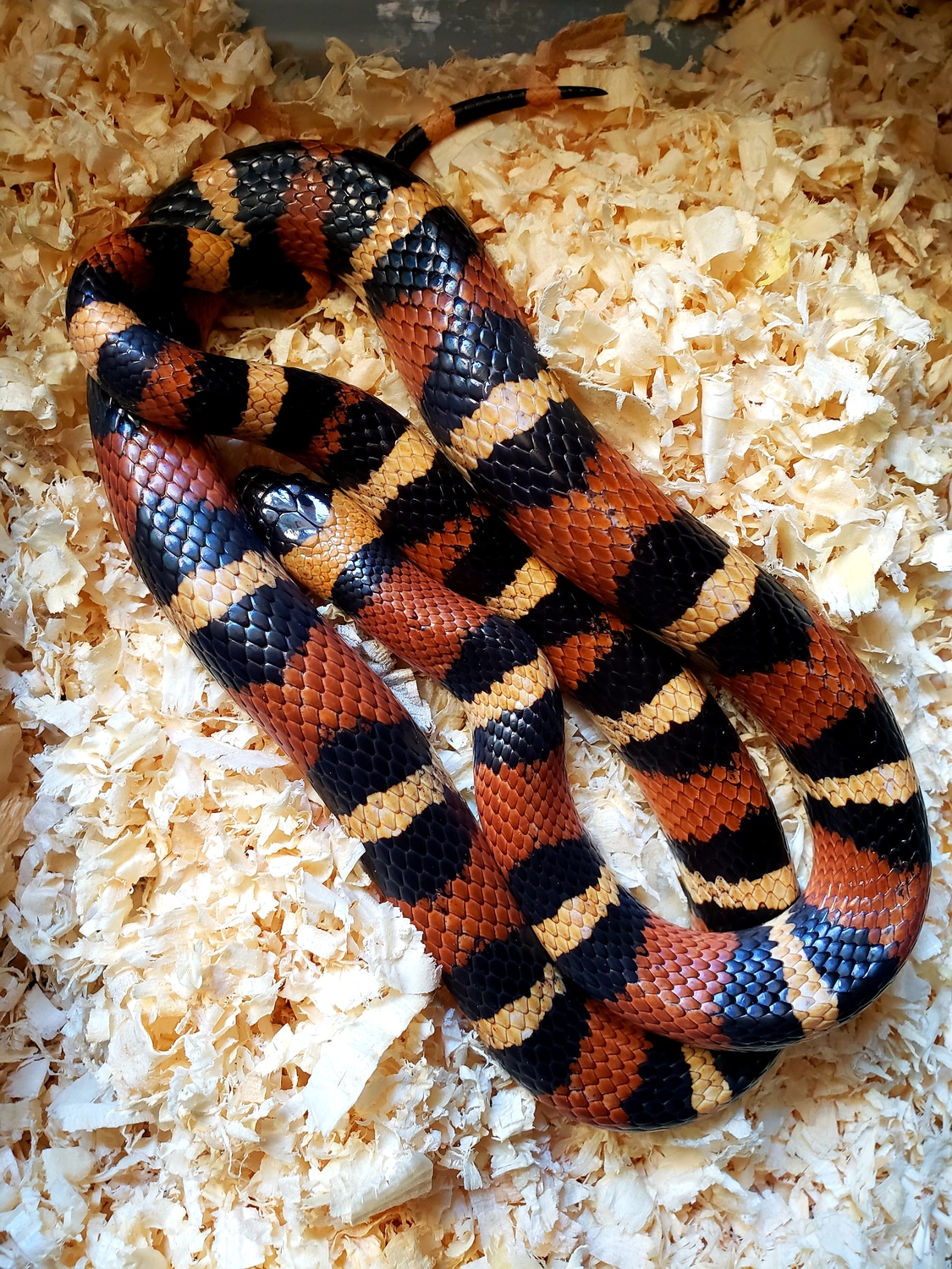 30 Inch Applegate Mexican Milk Snake by Casa Grande Reptiles - MorphMarket
