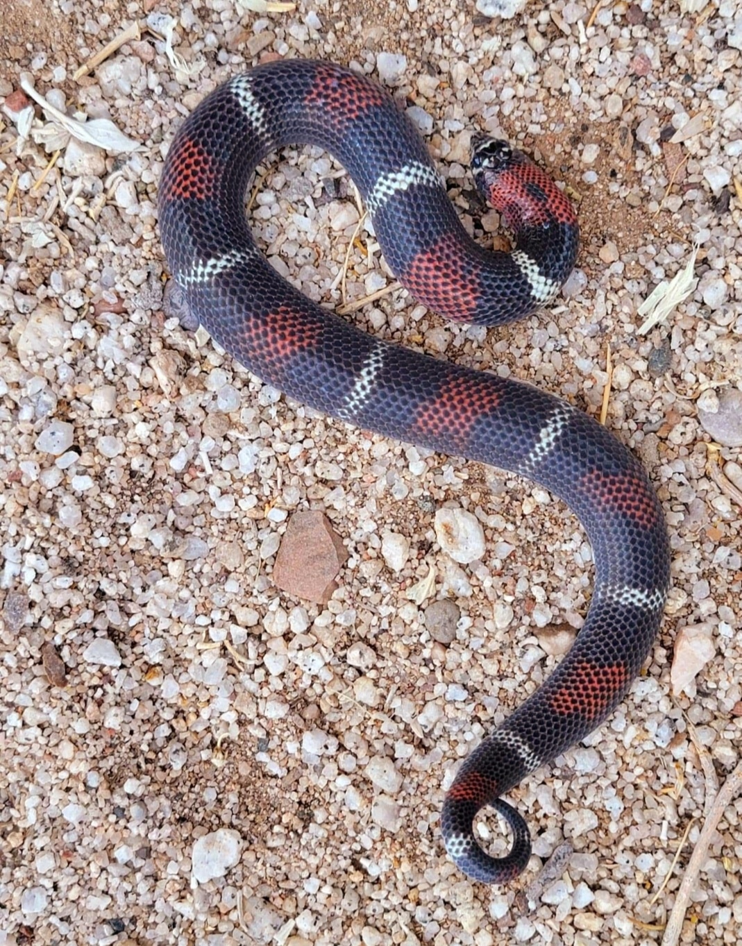 HOG Tri-color Hognose by Casa Grande Reptiles - MorphMarket