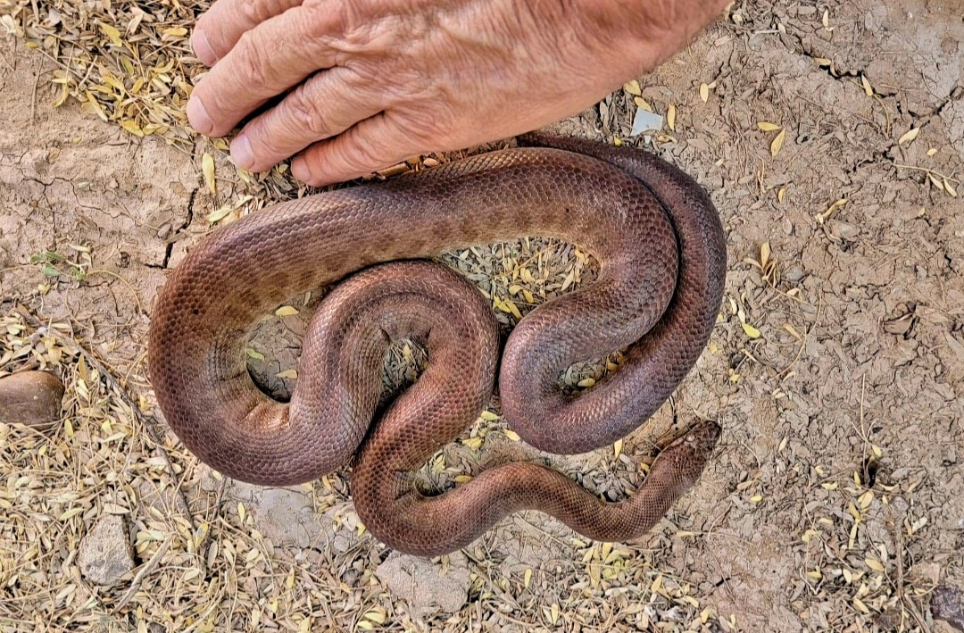 Children's Python by Casa Grande Reptiles - MorphMarket