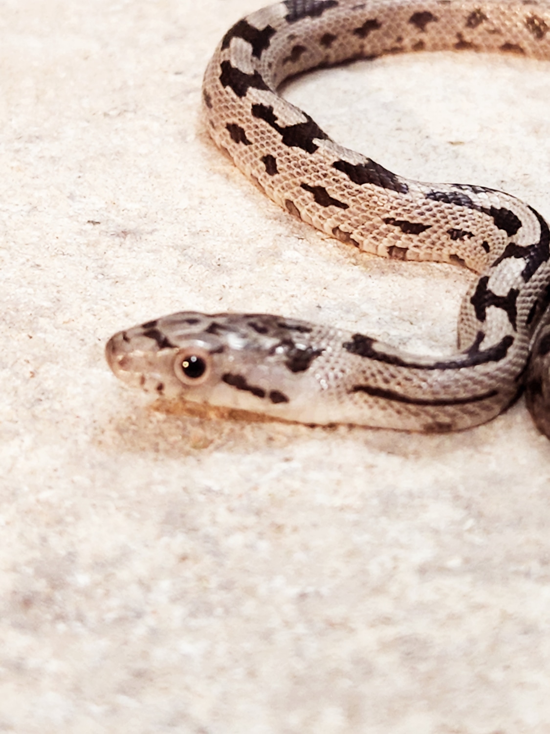 Citris Yellow Eastern Rat Snake by Casa Grande Reptiles - MorphMarket