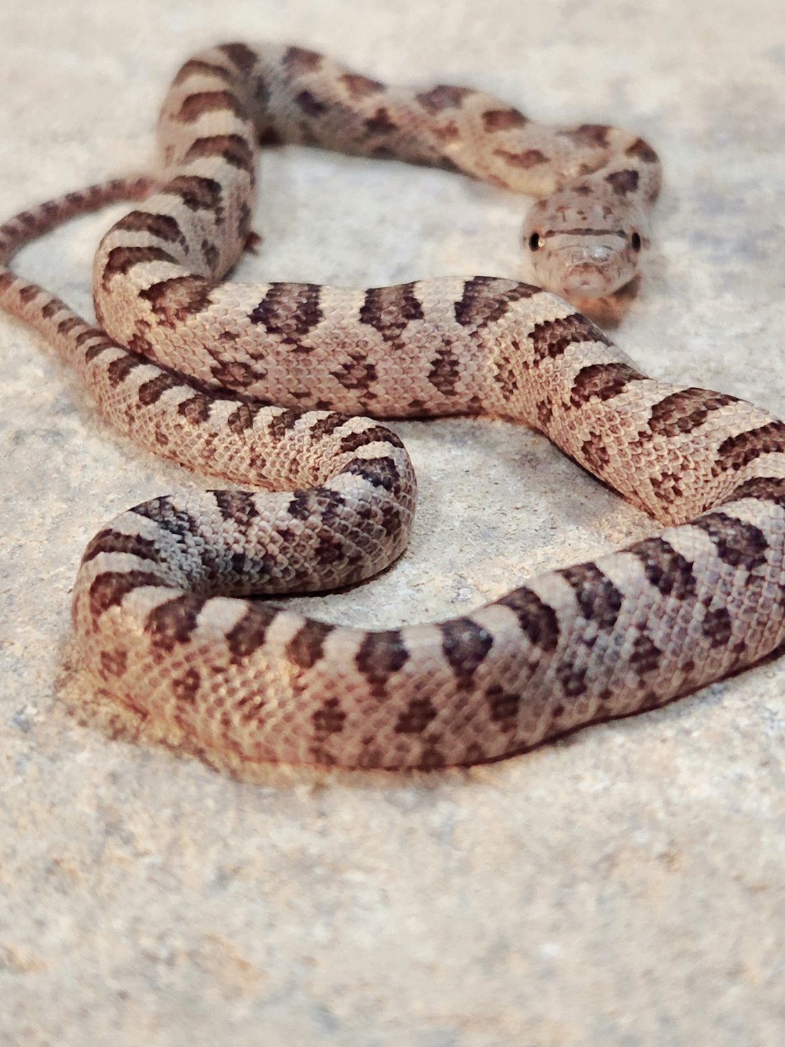 Everglades Eastern Rat Snake by Casa Grande Reptiles - MorphMarket