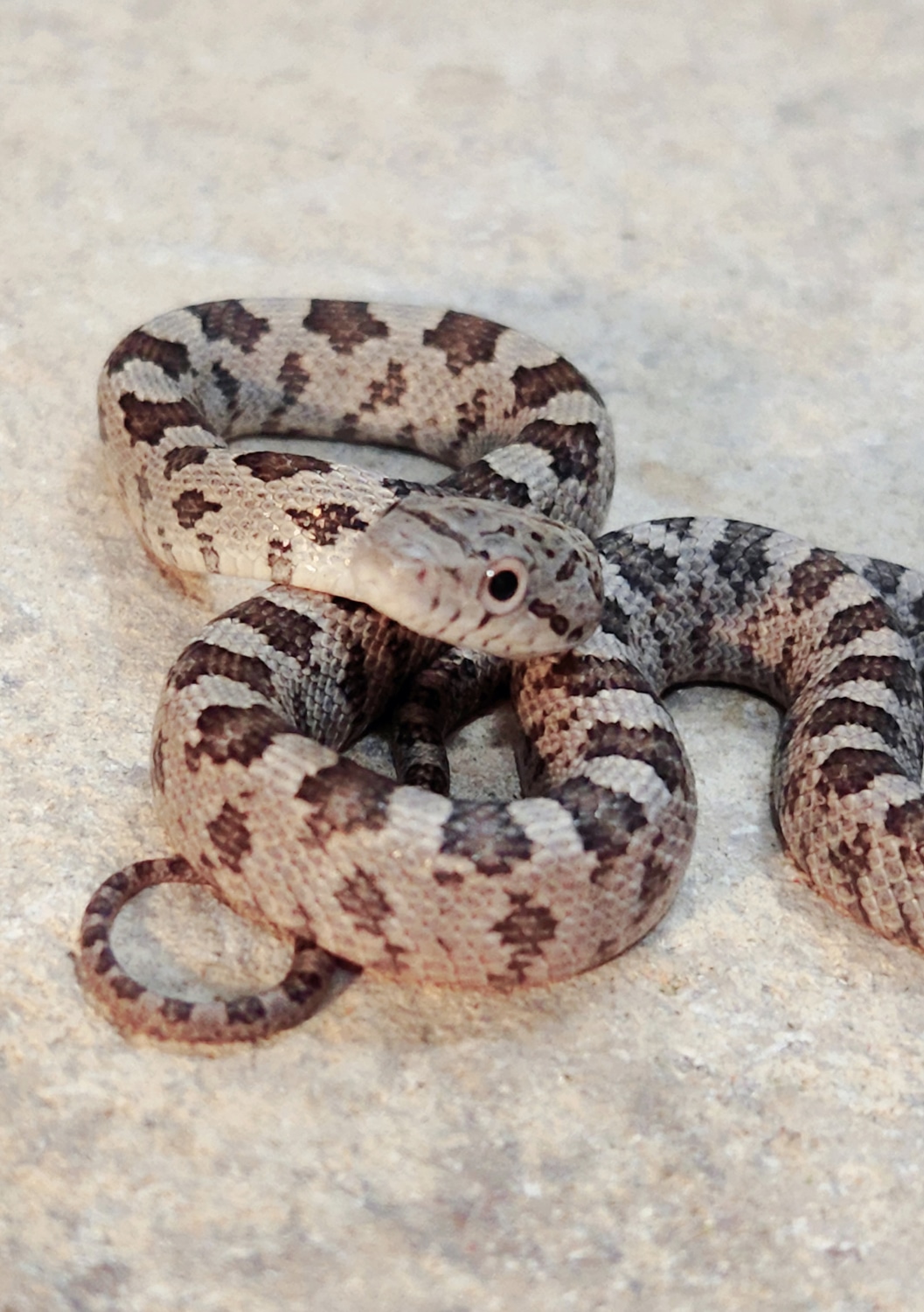 Everglades Eastern Rat Snake by Casa Grande Reptiles - MorphMarket