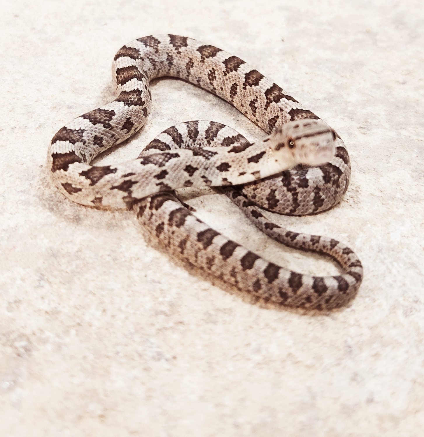 Everglades Eastern Rat Snake by Casa Grande Reptiles - MorphMarket