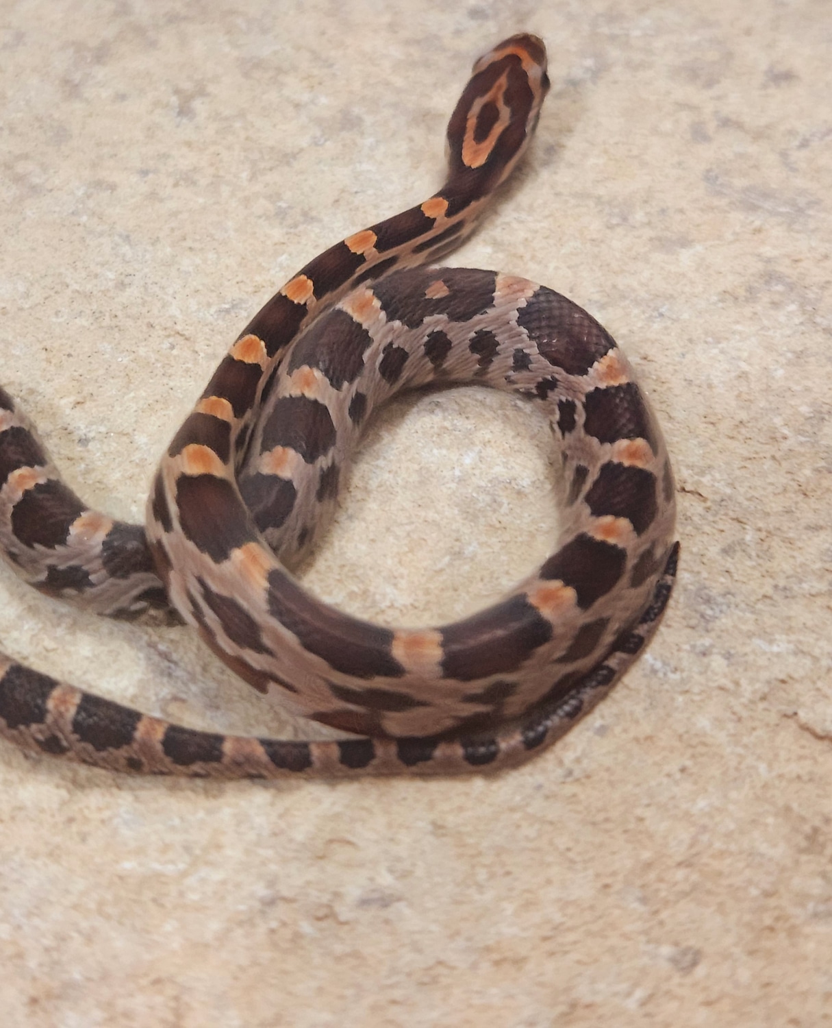 Extreme Red Corn Snake by Casa Grande Reptiles - MorphMarket