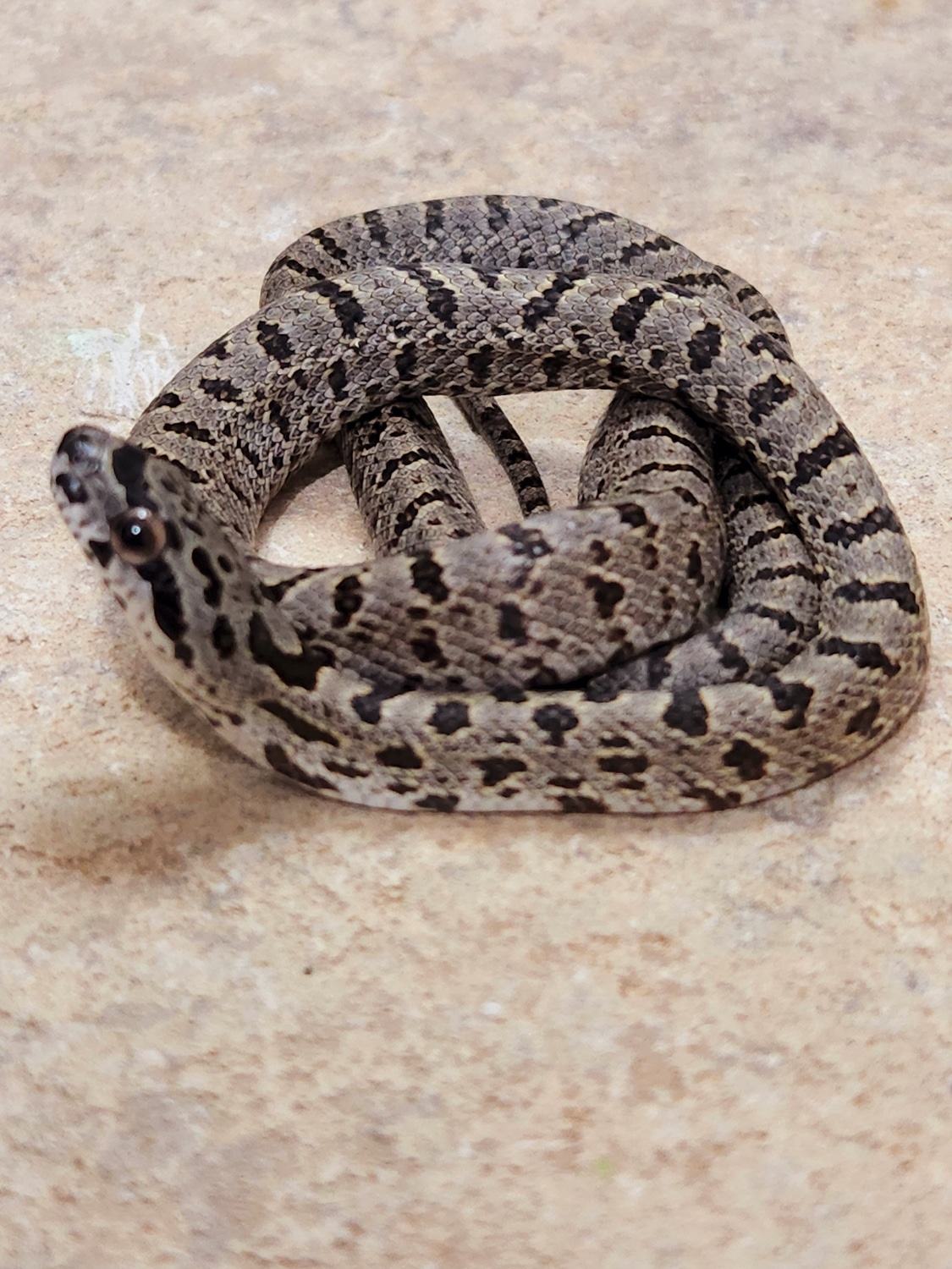 Mexican Baird's Rat Snake by Casa Grande Reptiles - MorphMarket