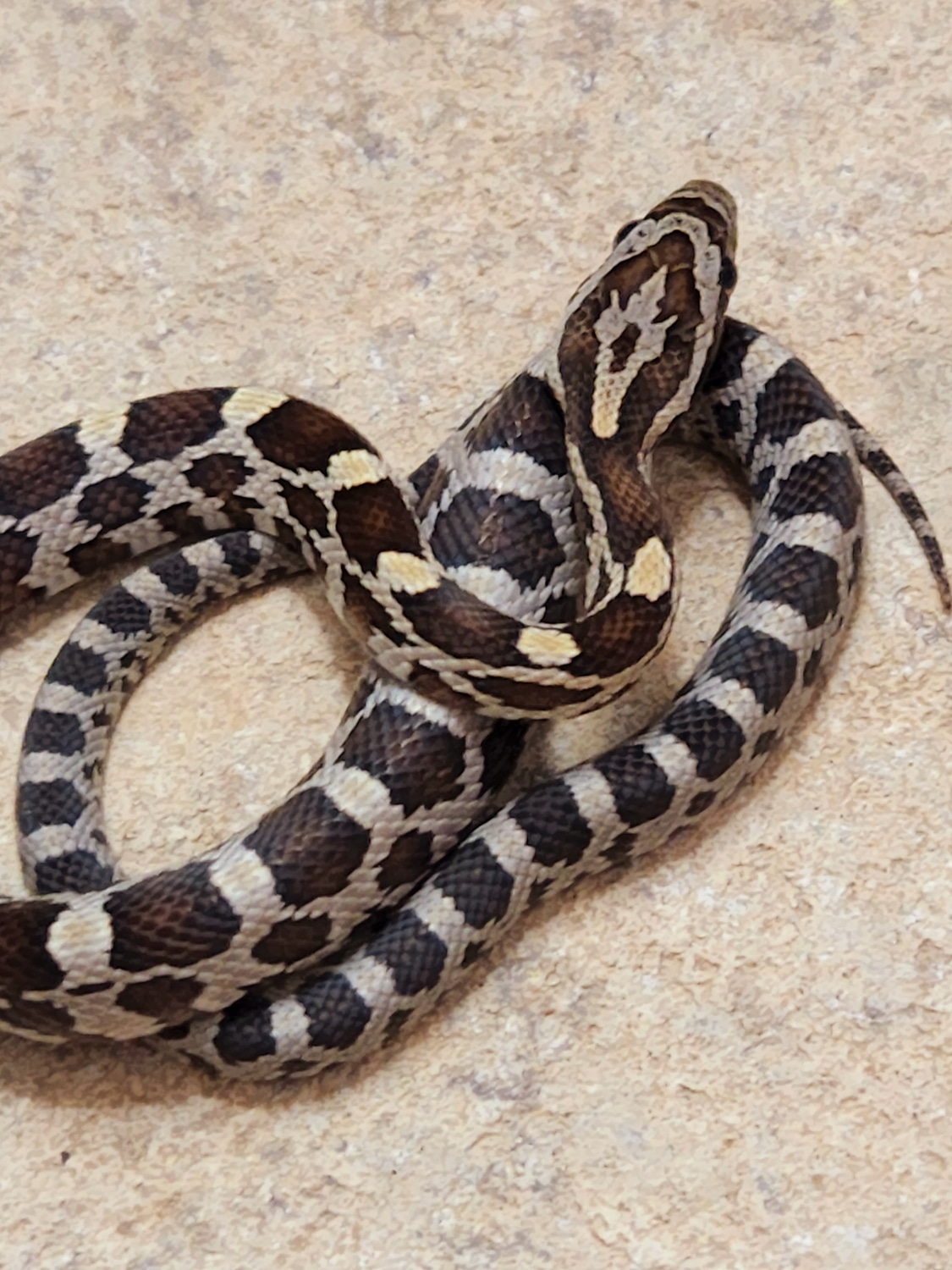 Caramel Corn Snake by Casa Grande Reptiles - MorphMarket