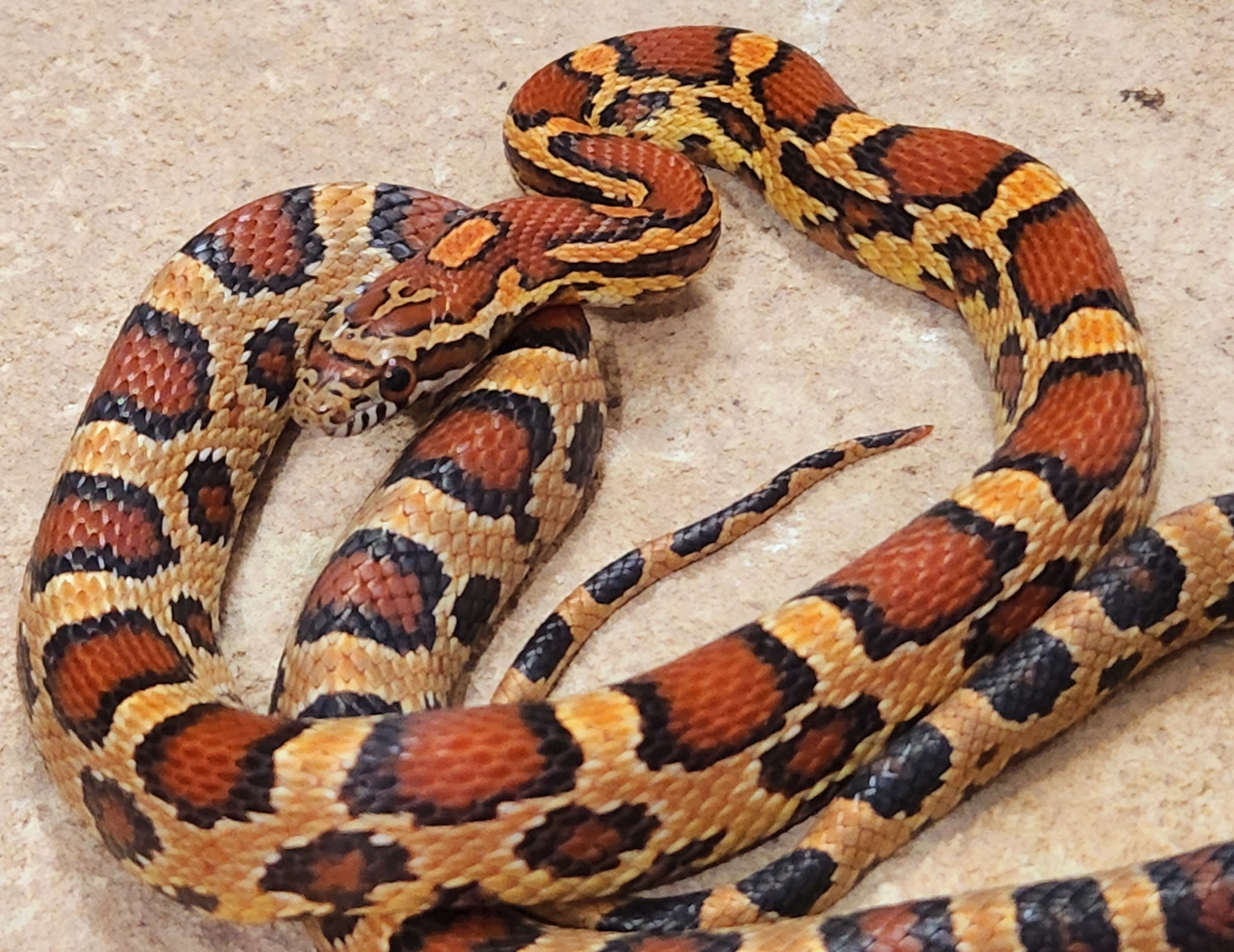 Hunt Club Corn Snake by Casa Grande Reptiles - MorphMarket