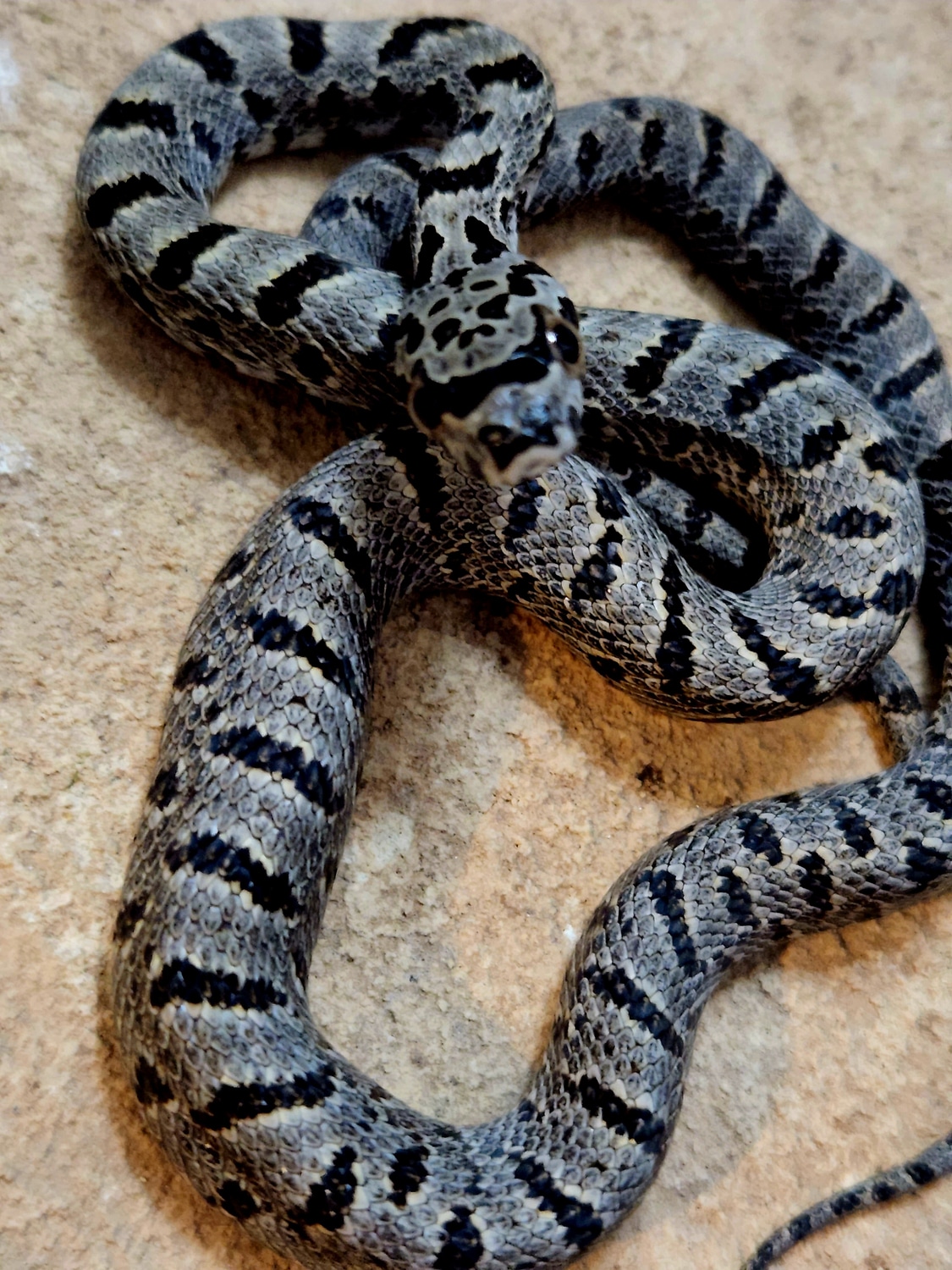 Mexican Baird's Rat Snake by Casa Grande Reptiles - MorphMarket
