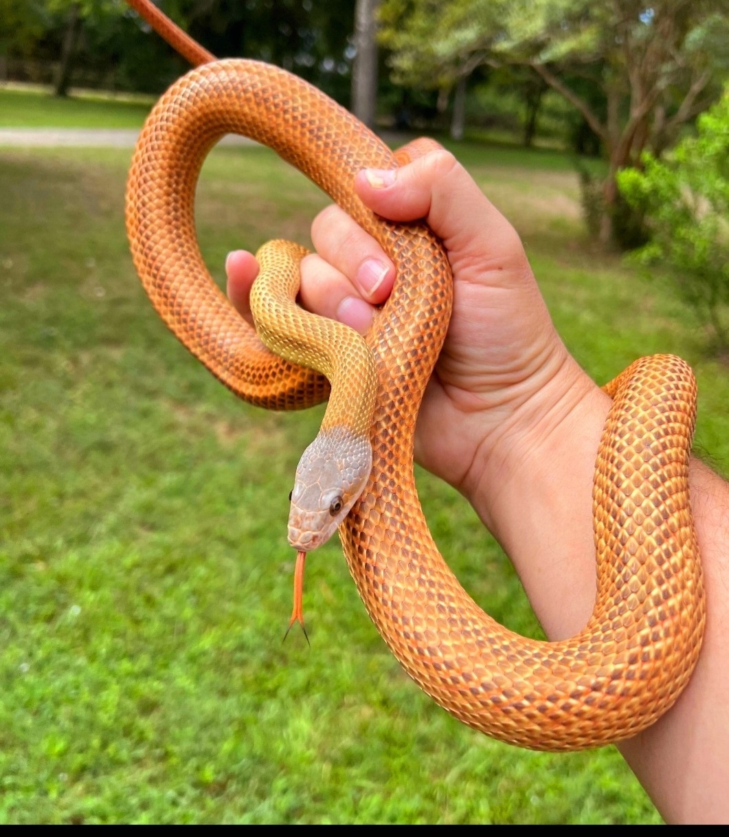 Mexican Baird's Rat Snake by Casa Grande Reptiles - MorphMarket