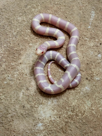 Purple Banded California Kingsnake by Casa Grande Reptiles