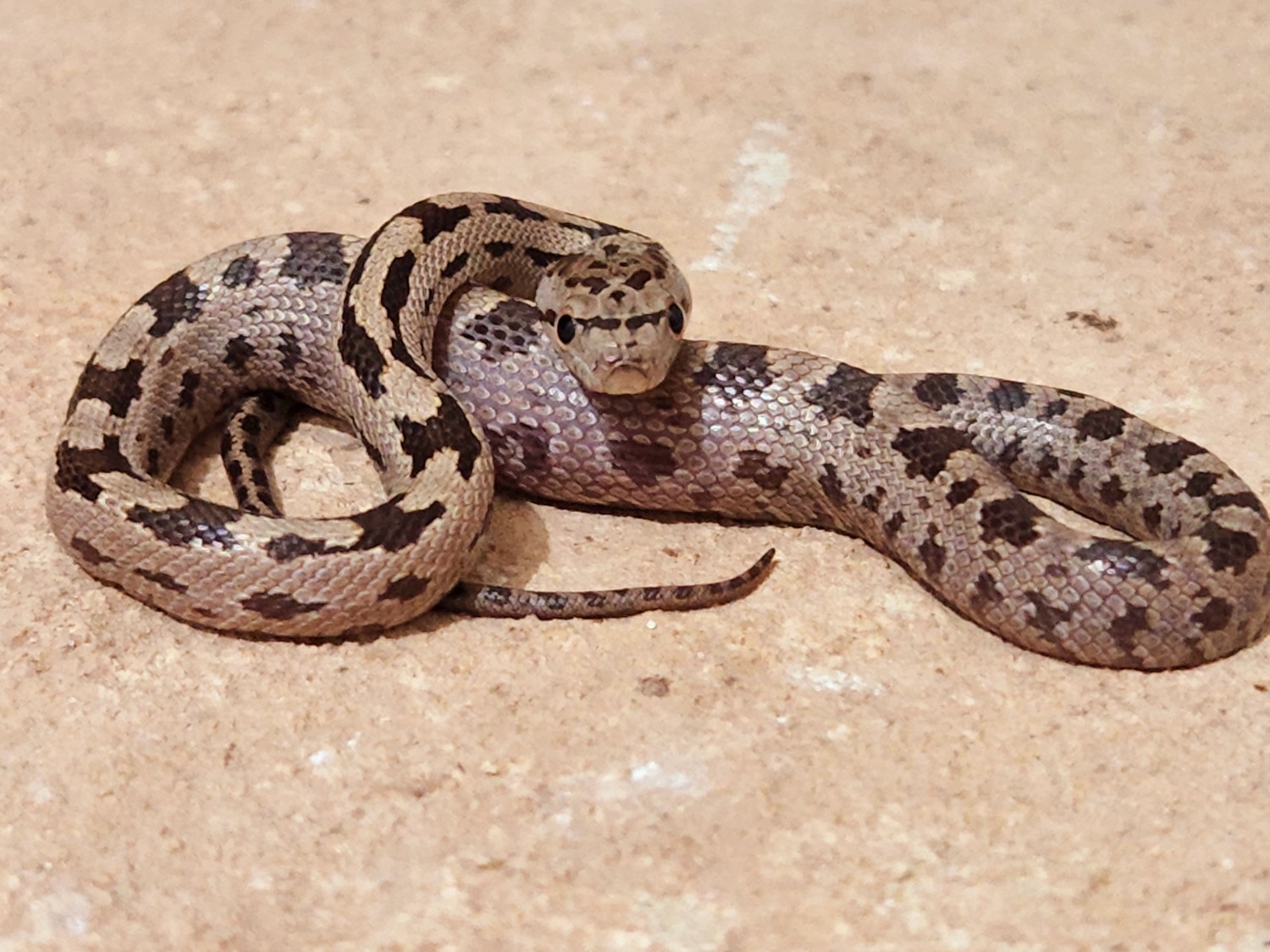 Beautiful Citris Eastern Rat Snake by Casa Grande Reptiles - MorphMarket