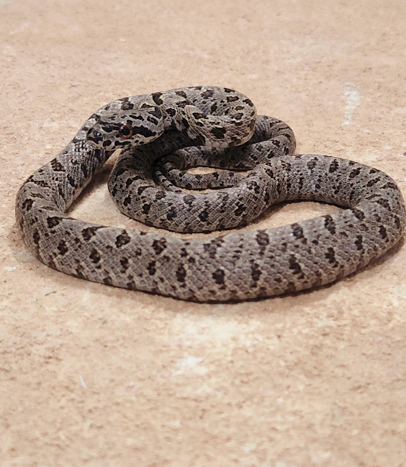 Mexican Baird's Rat Snake by Casa Grande Reptiles - MorphMarket