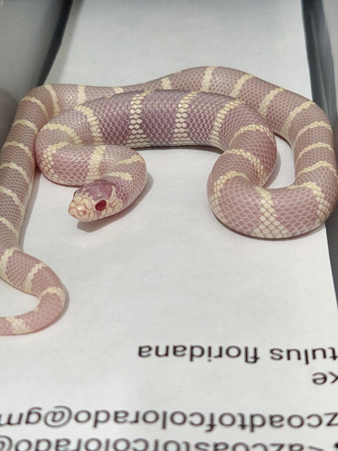 Albino Banded California Kingsnake by Casa Grande Reptiles - MorphMarket