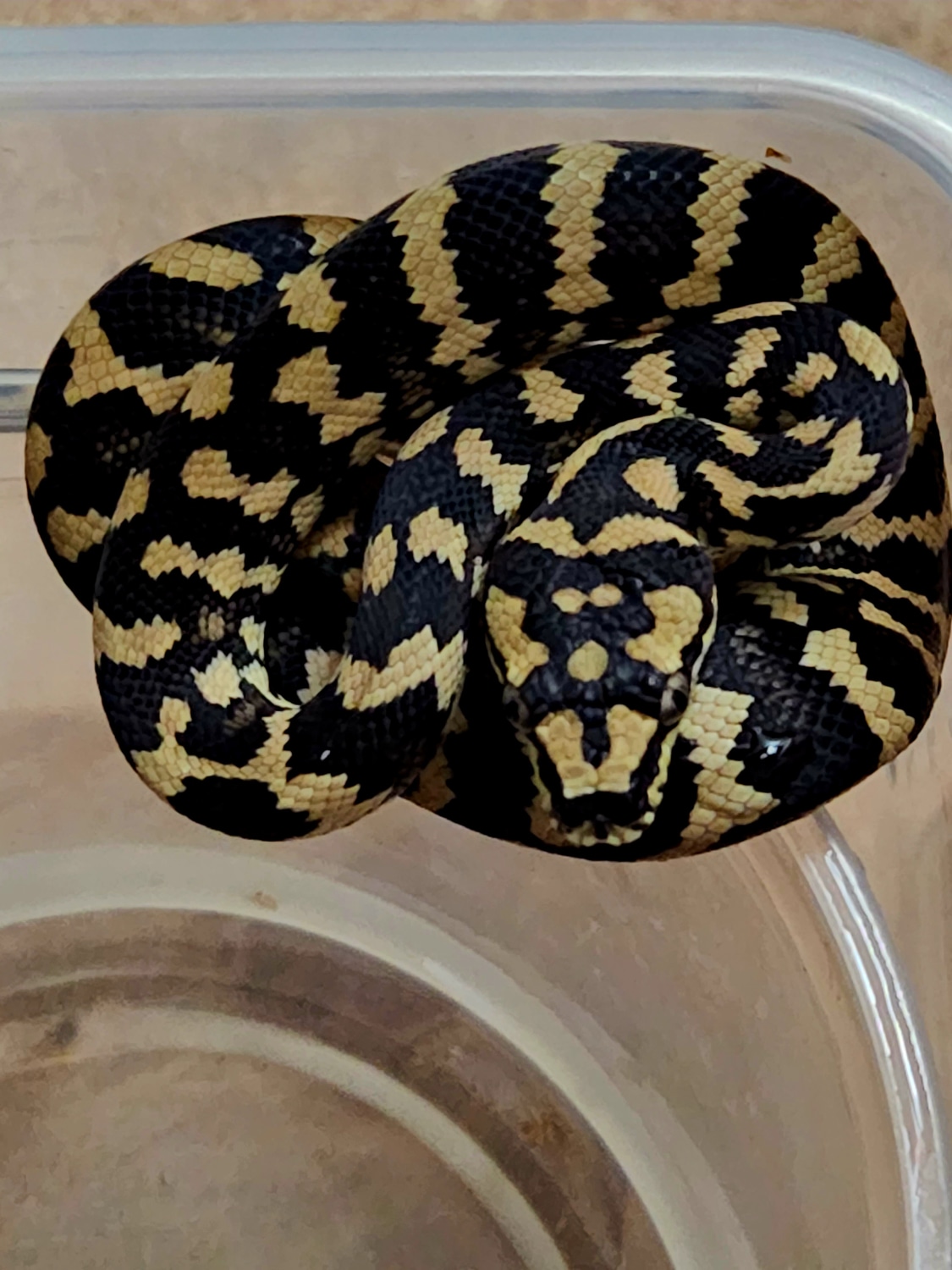 Great Yellow Jungle Carpet Python by Casa Grande Reptiles - MorphMarket