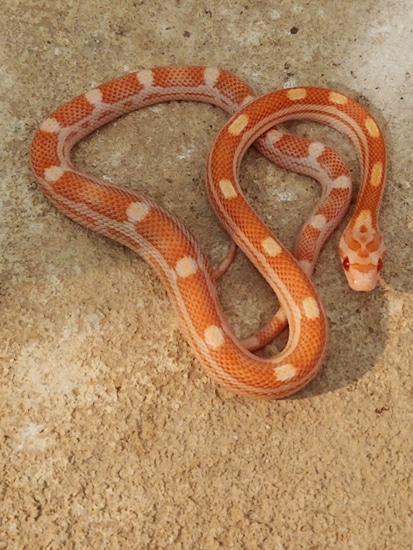 Motley Creamsicle Corn Snake by Casa Grande Reptiles
